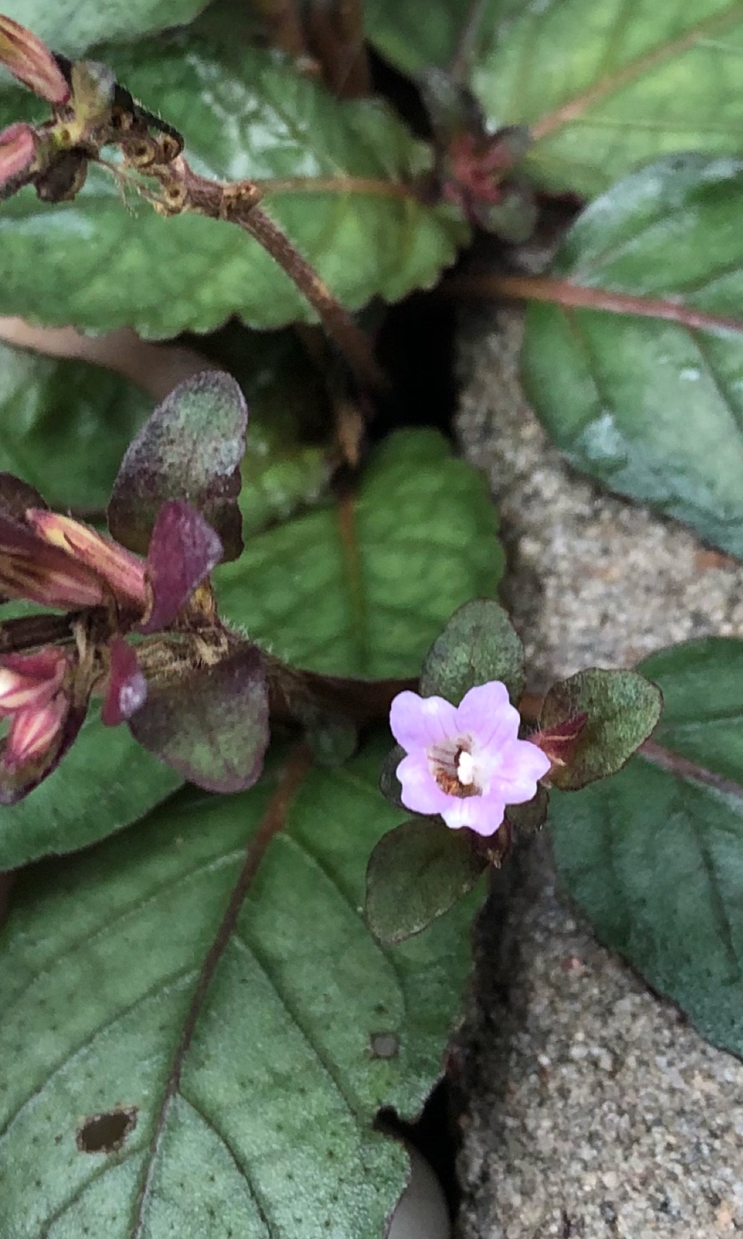 Strobilanthes Flower, Leaf, Care, Uses - PictureThis