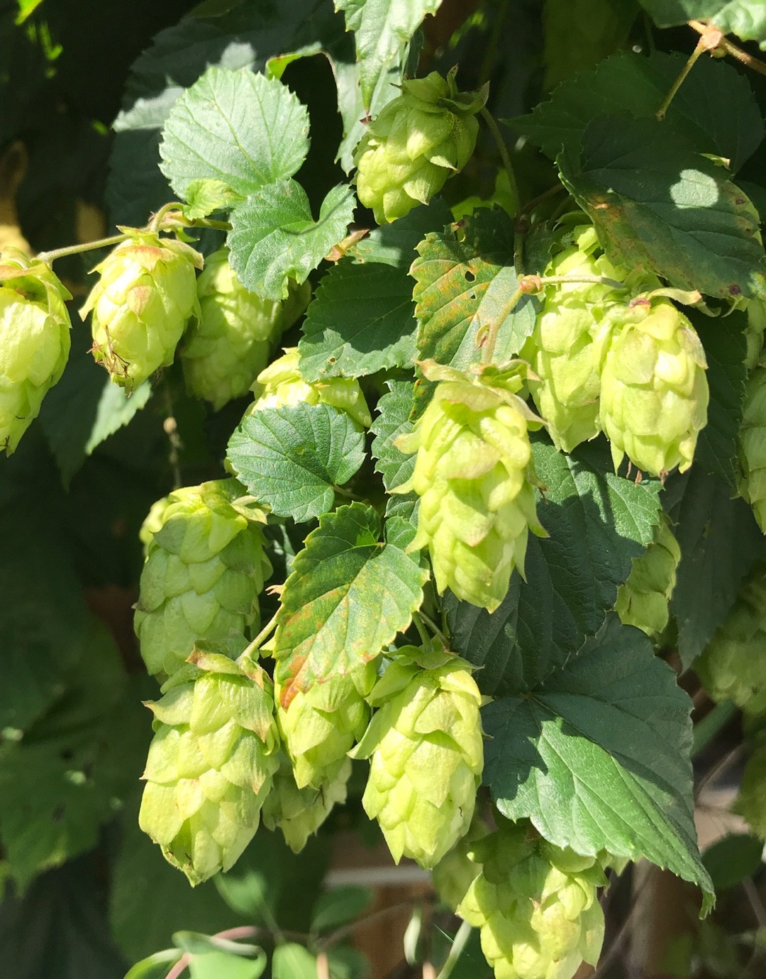 Lúpulos (Humulus) - PictureThis