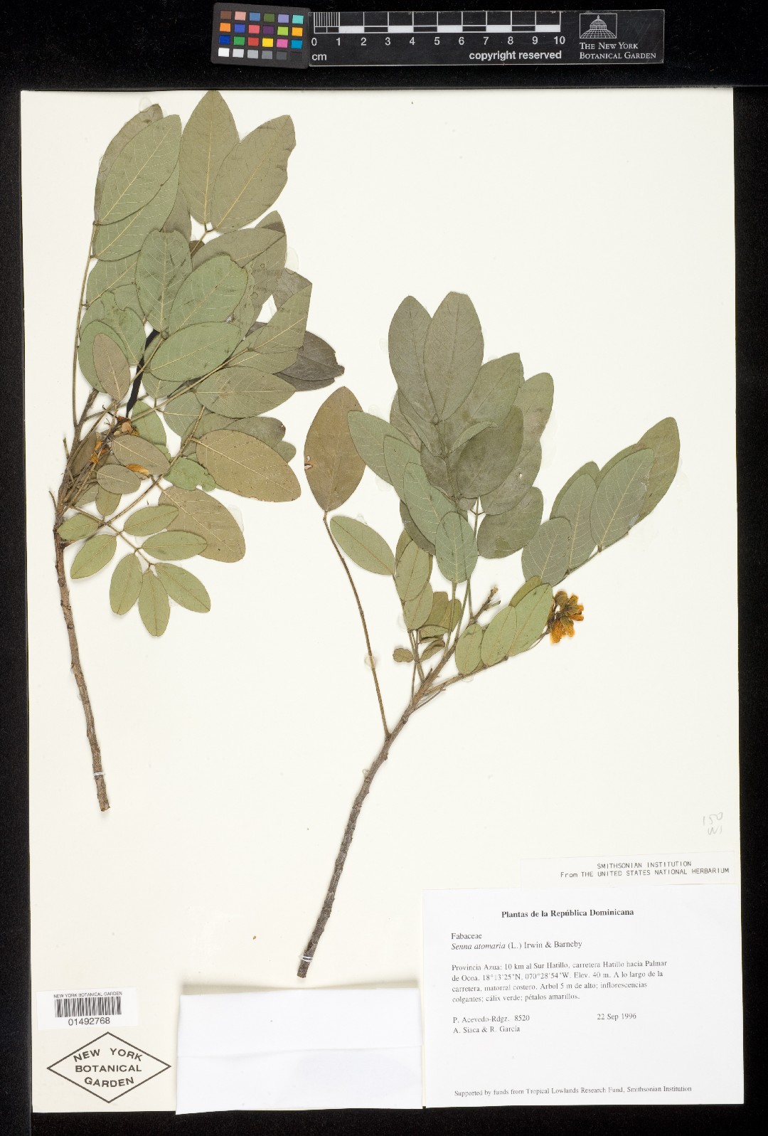 Senna atomaria - PictureThis