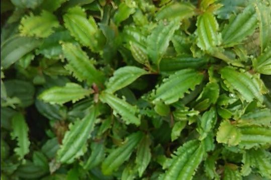 Bredia sinensis 花言葉，毒性，よくある質問 - PictureThis