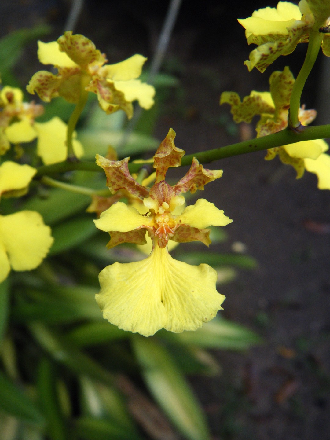 Trichocentrum cebolleta 花言葉，毒性，よくある質問 - PictureThis