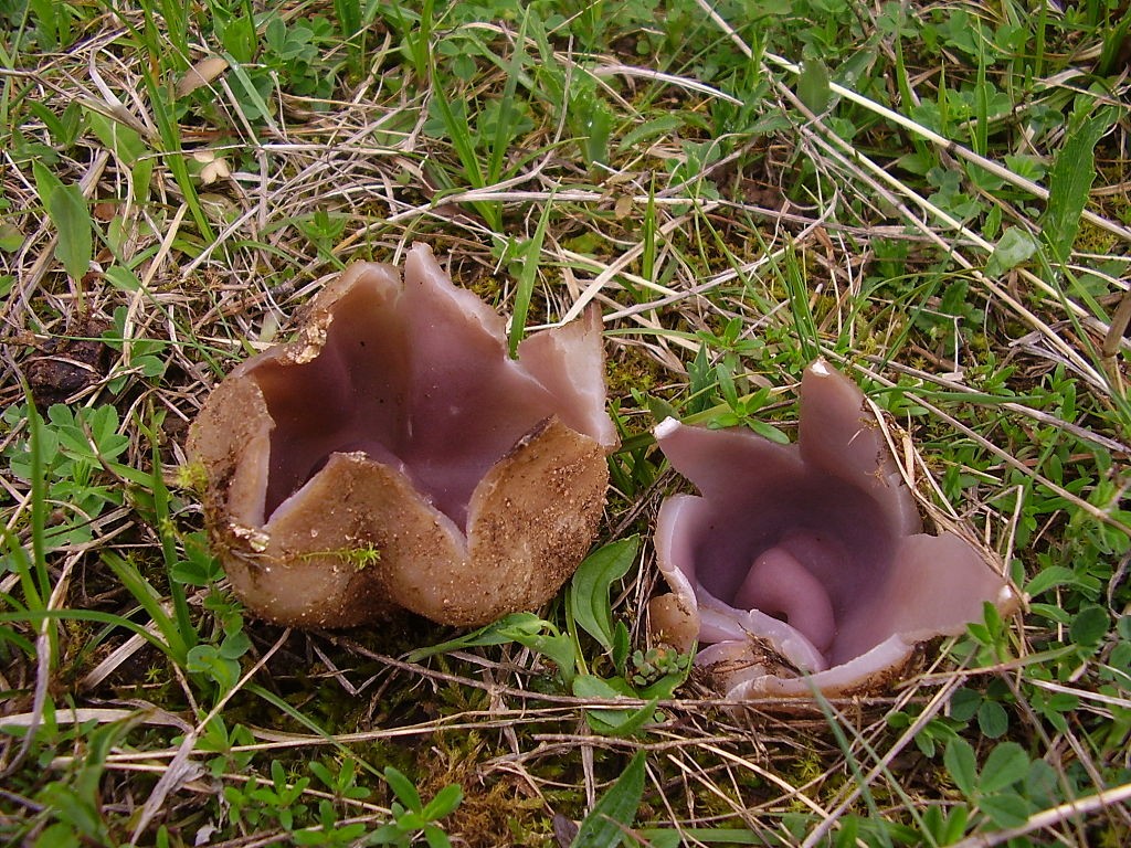 🍀 How to Grow and Care for Violet crown cup
