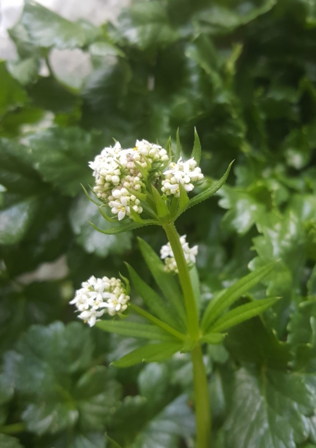 Galium elongatum - PictureThis