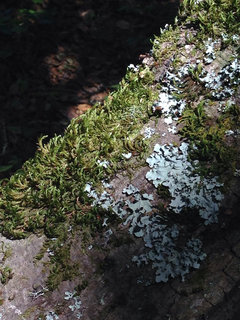 Alsia californica - PictureThis