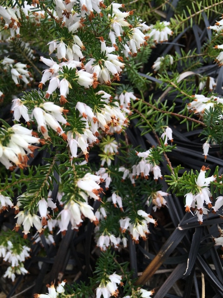 Erica carnea 'Springwood White' - PictureThis