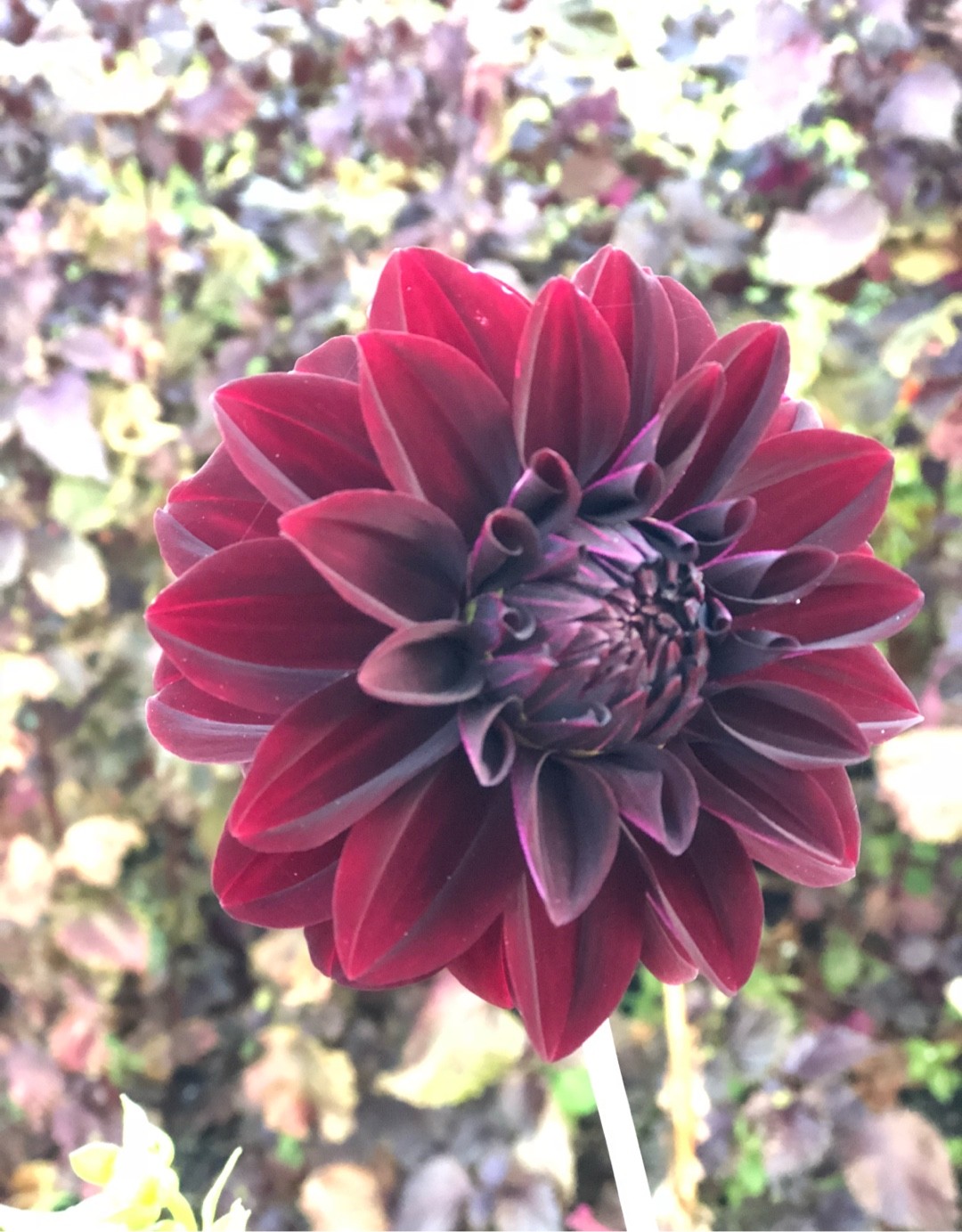 Dahlia 'Sam Hopkins' - PictureThis