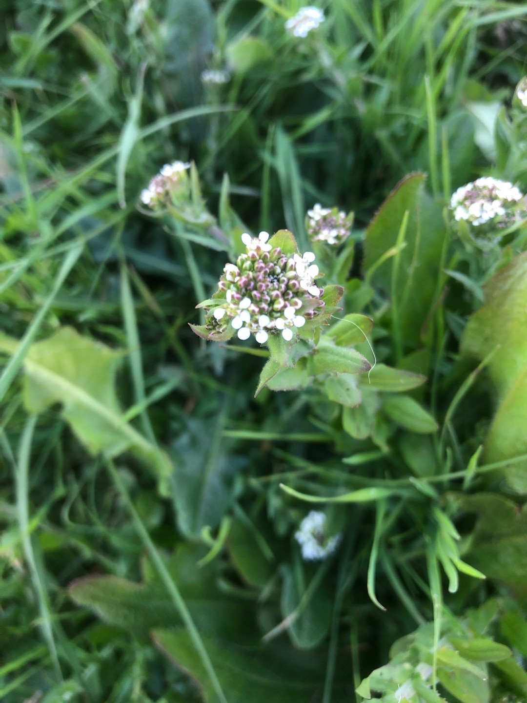 Lepidium heterophyllum - PictureThis
