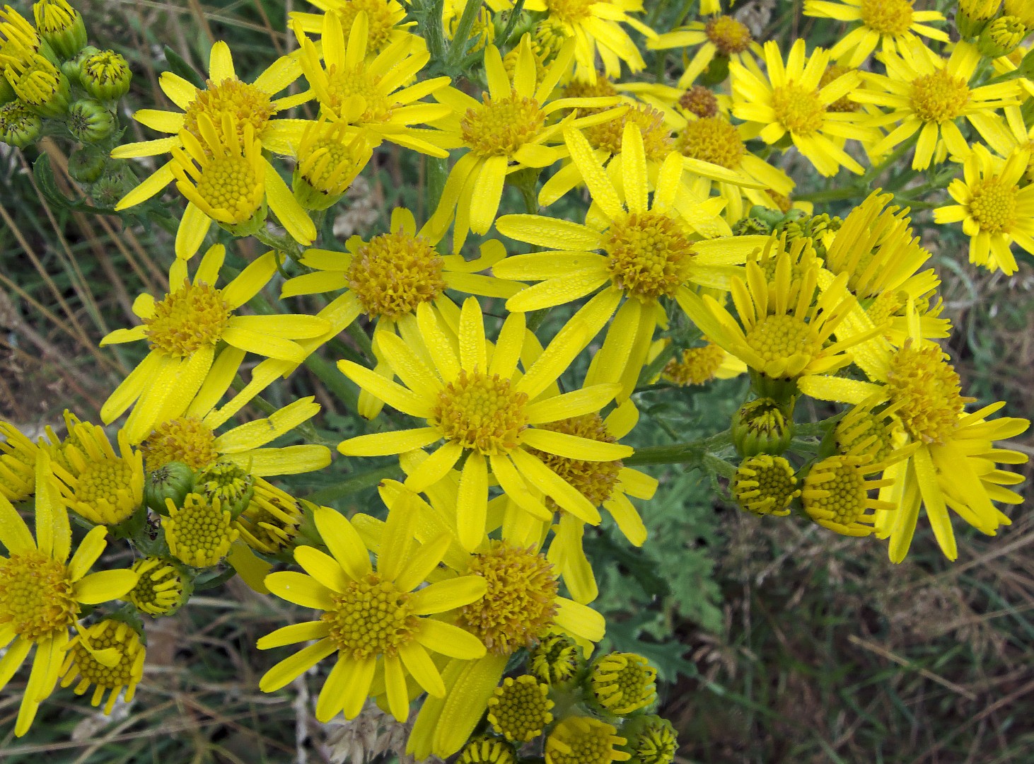 Jacobaea vulgaris subsp. vulgaris 花言葉，毒性，よくある質問 - PictureThis