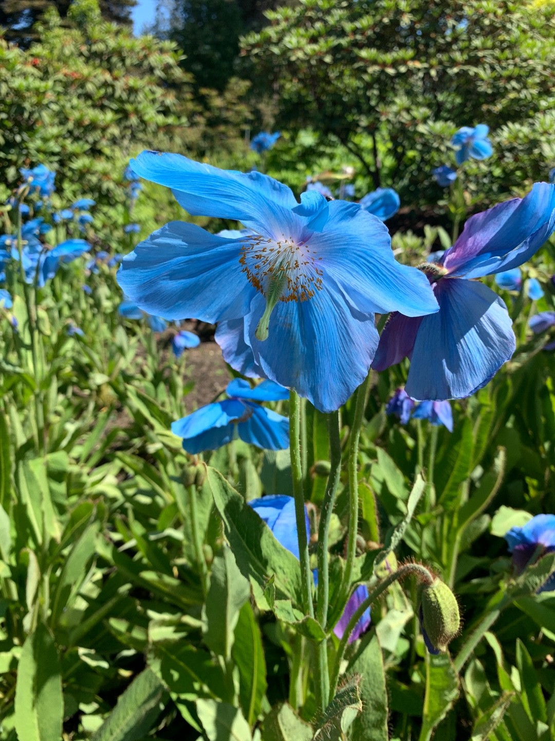 Asiatic poppy 'Slieve Donard' Care (Watering, Fertilize, Pruning ...