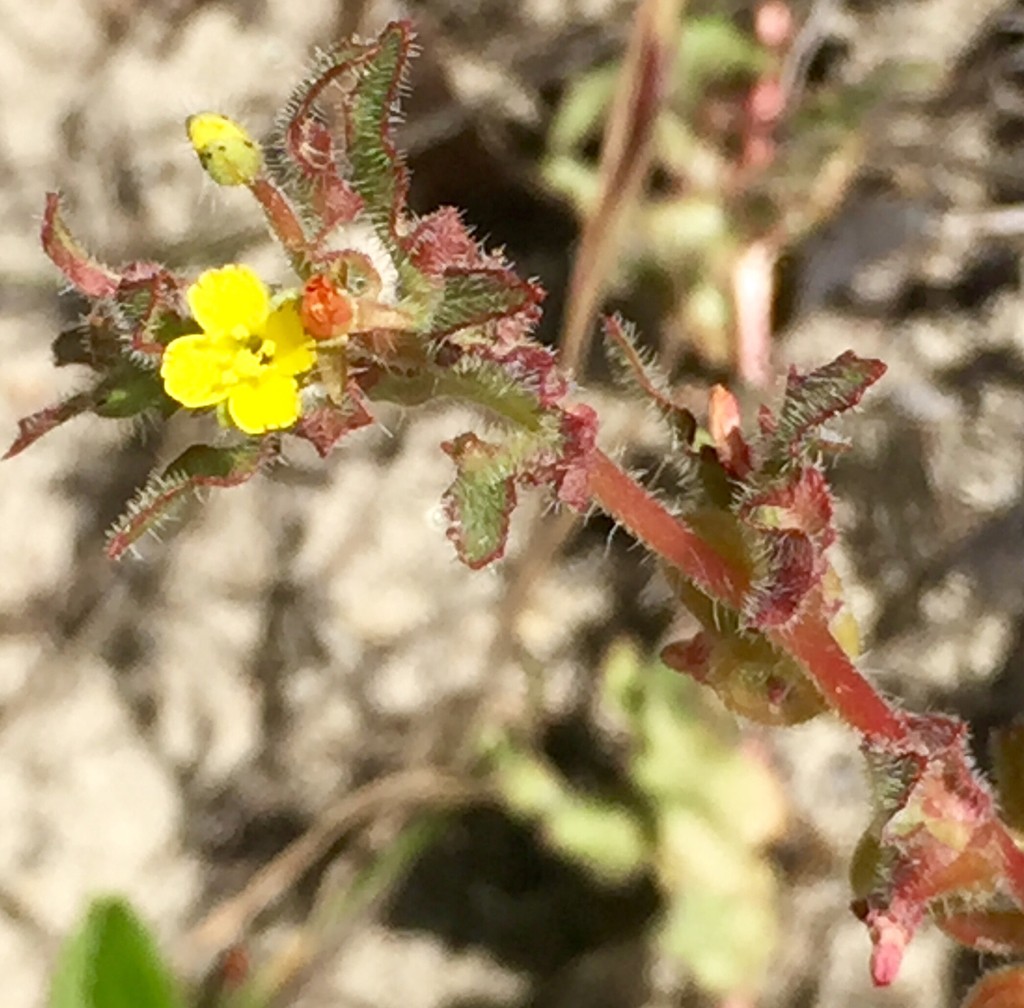 Miniature suncup (Camissoniopsis micrantha) Flower, Leaf, Care, Uses ...