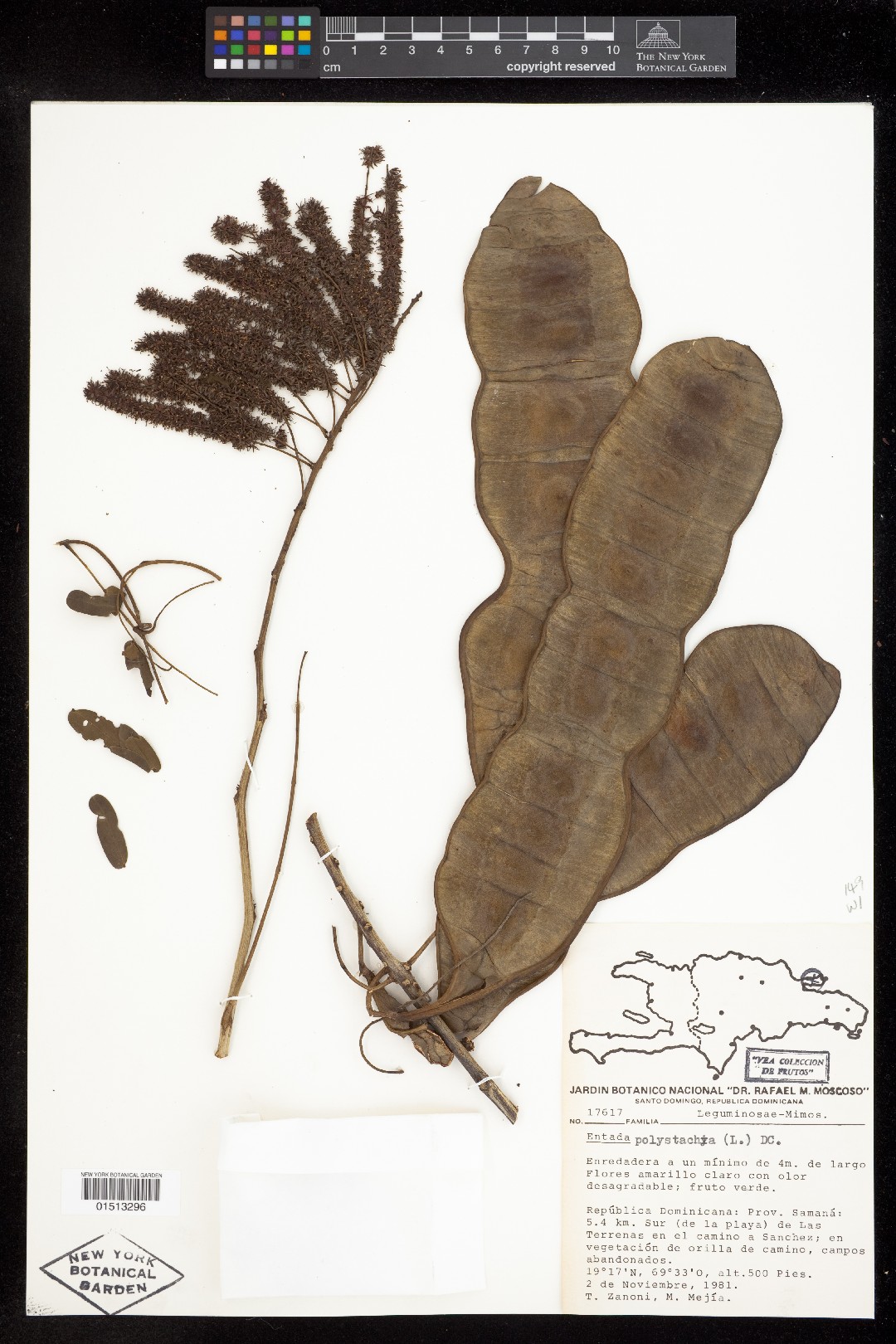 Entada polystachya - PictureThis