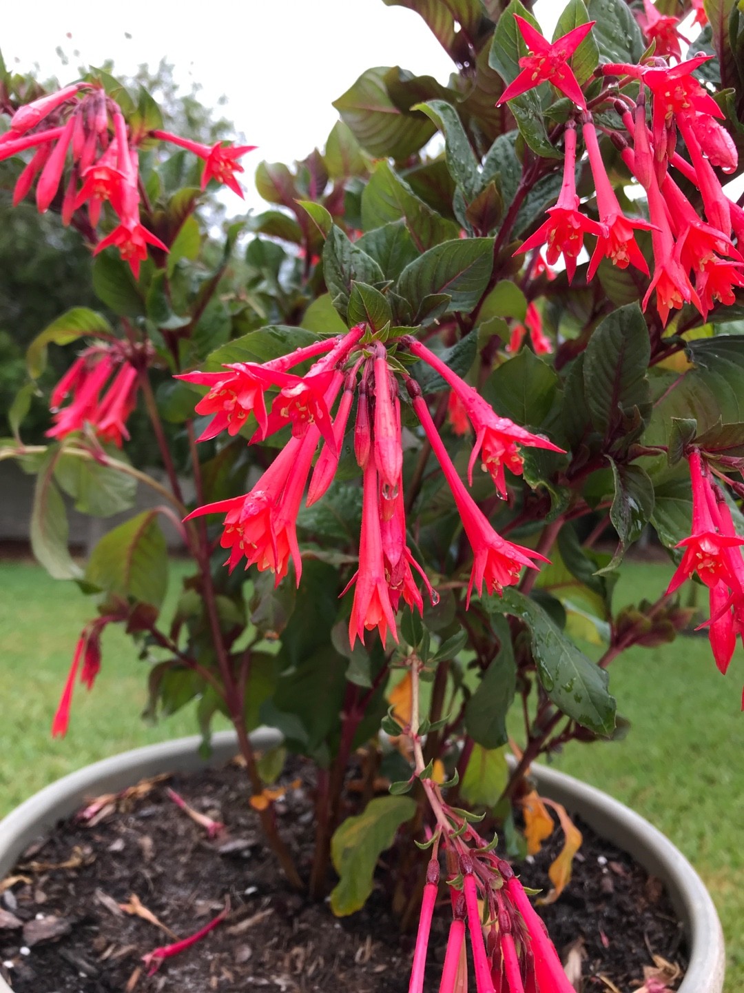 Fuchsias (Fuchsia) Flower, Leaf, Care, Uses - PictureThis