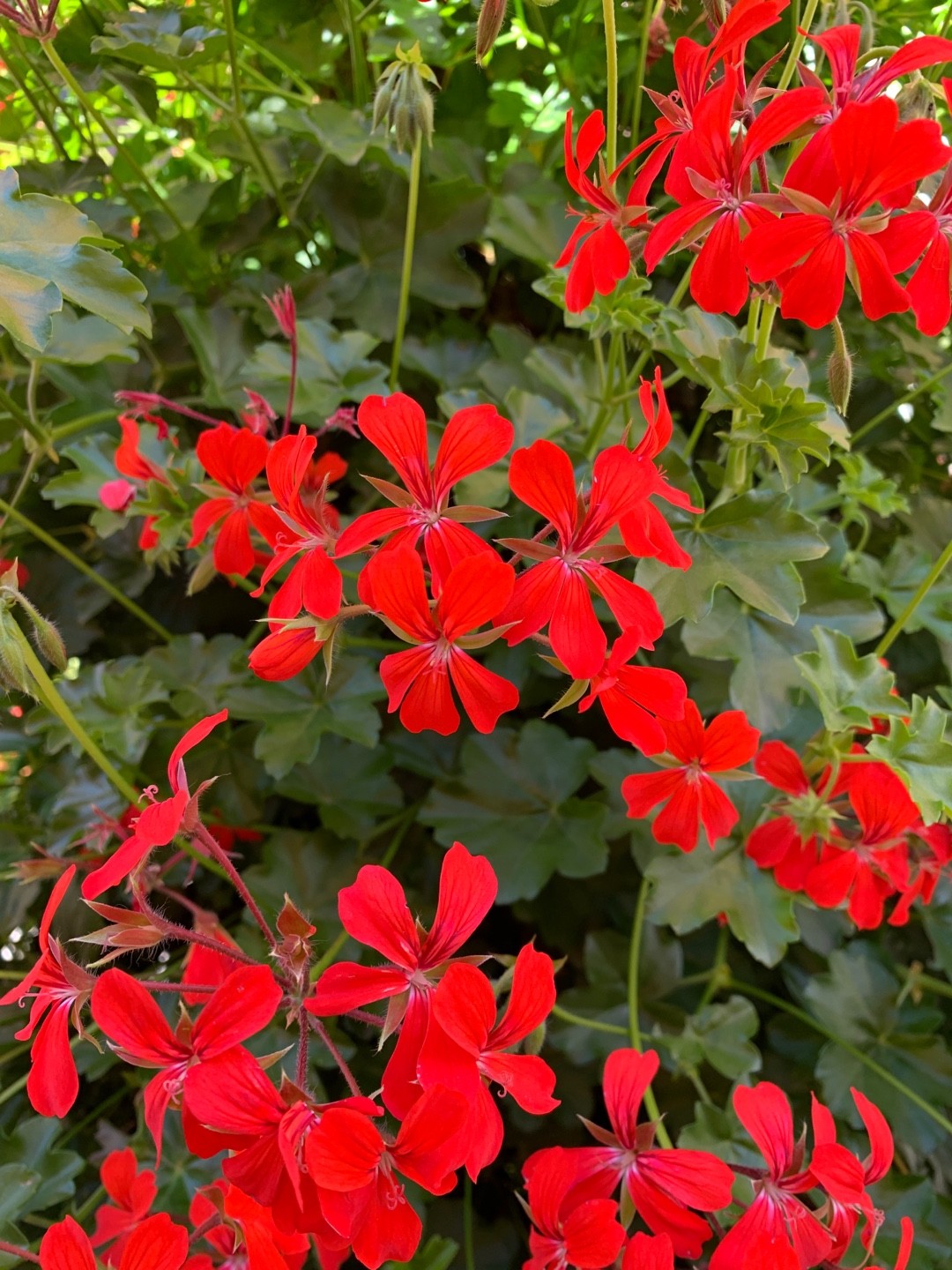 Pelargoniums (Pelargonium) Flower, Leaf, Care, Uses - PictureThis