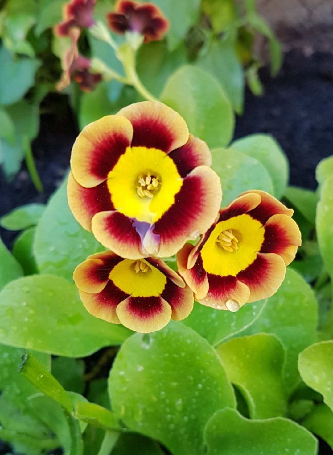 앵초속 (Primula) - PictureThis