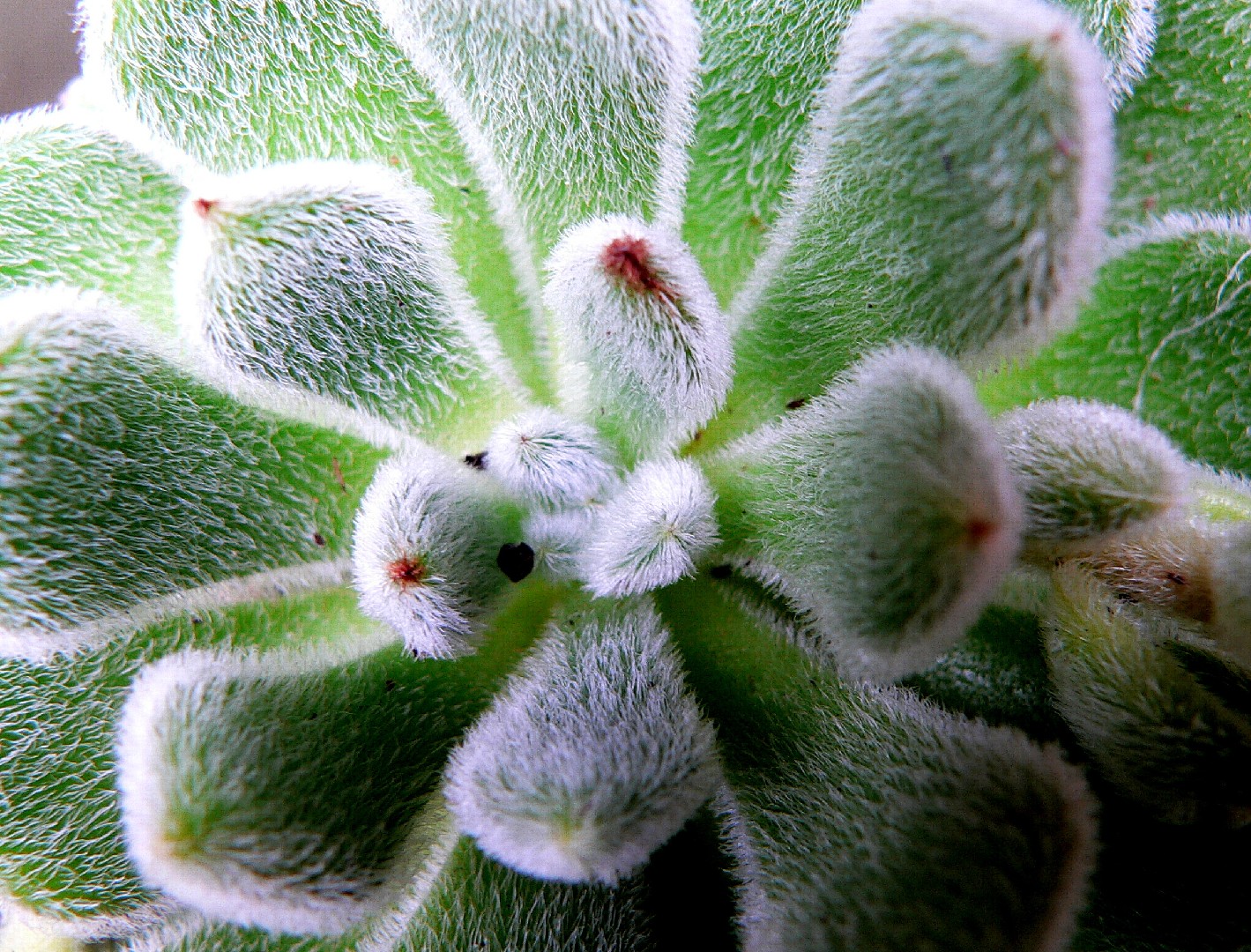 Echeveria setosa - PictureThis