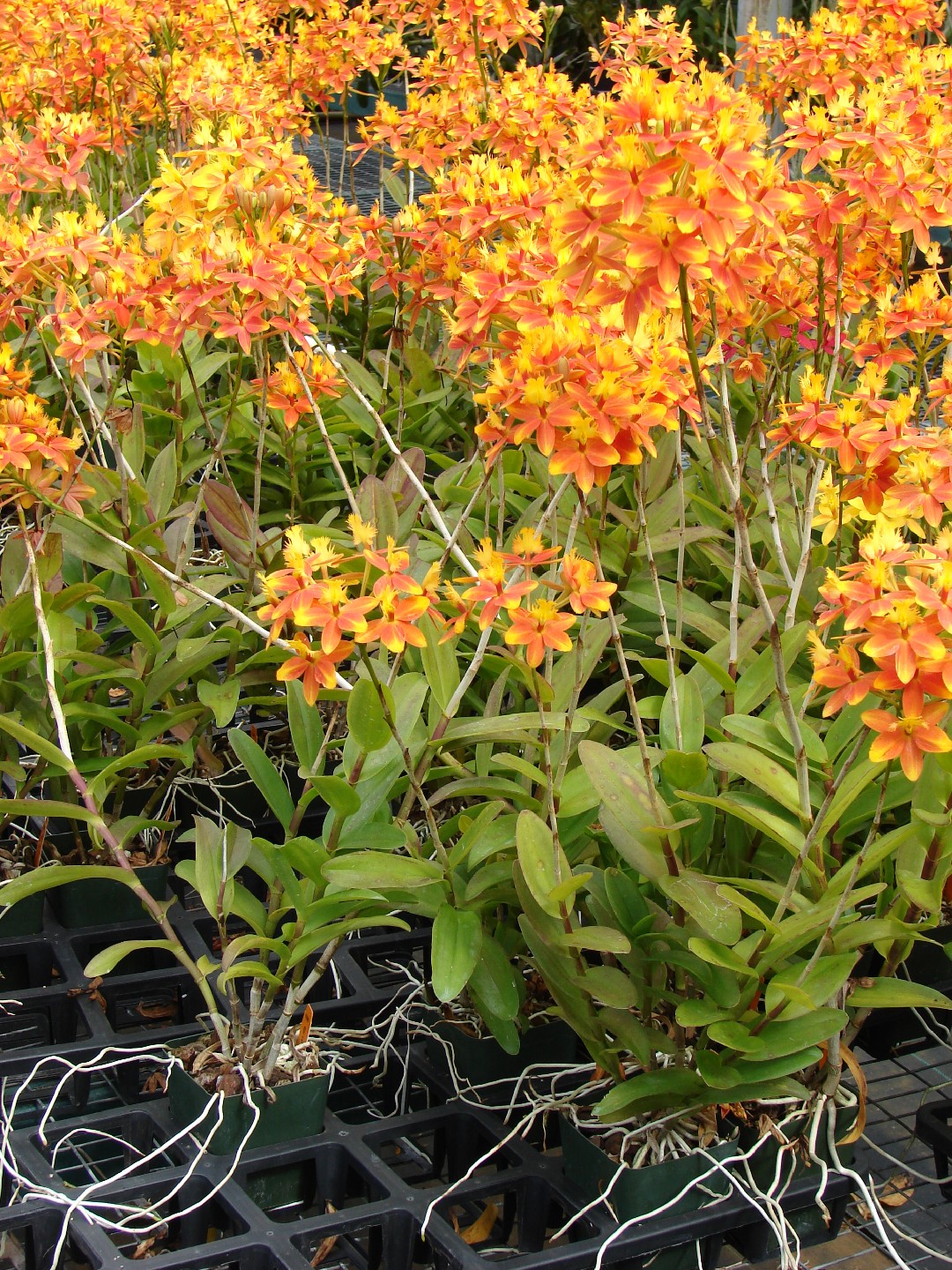 Epidendrum ibaguense - PictureThis