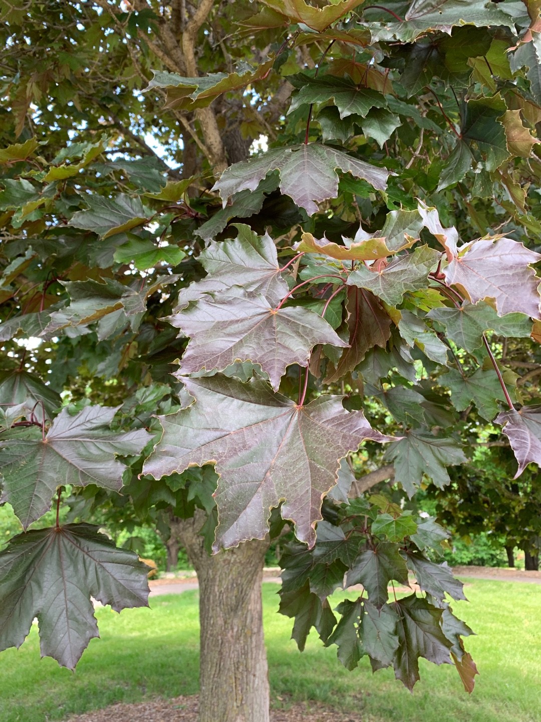 단풍나무속 (Acer) - PictureThis