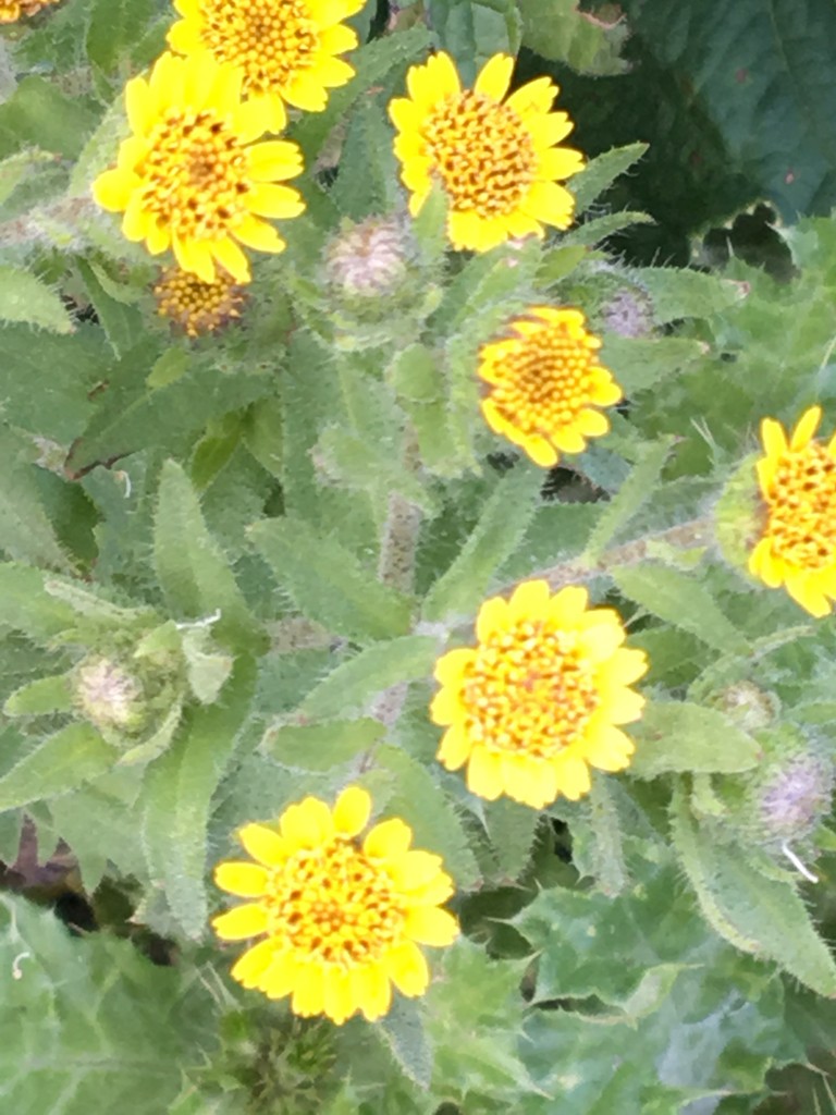 Layia hieracioides - PictureThis