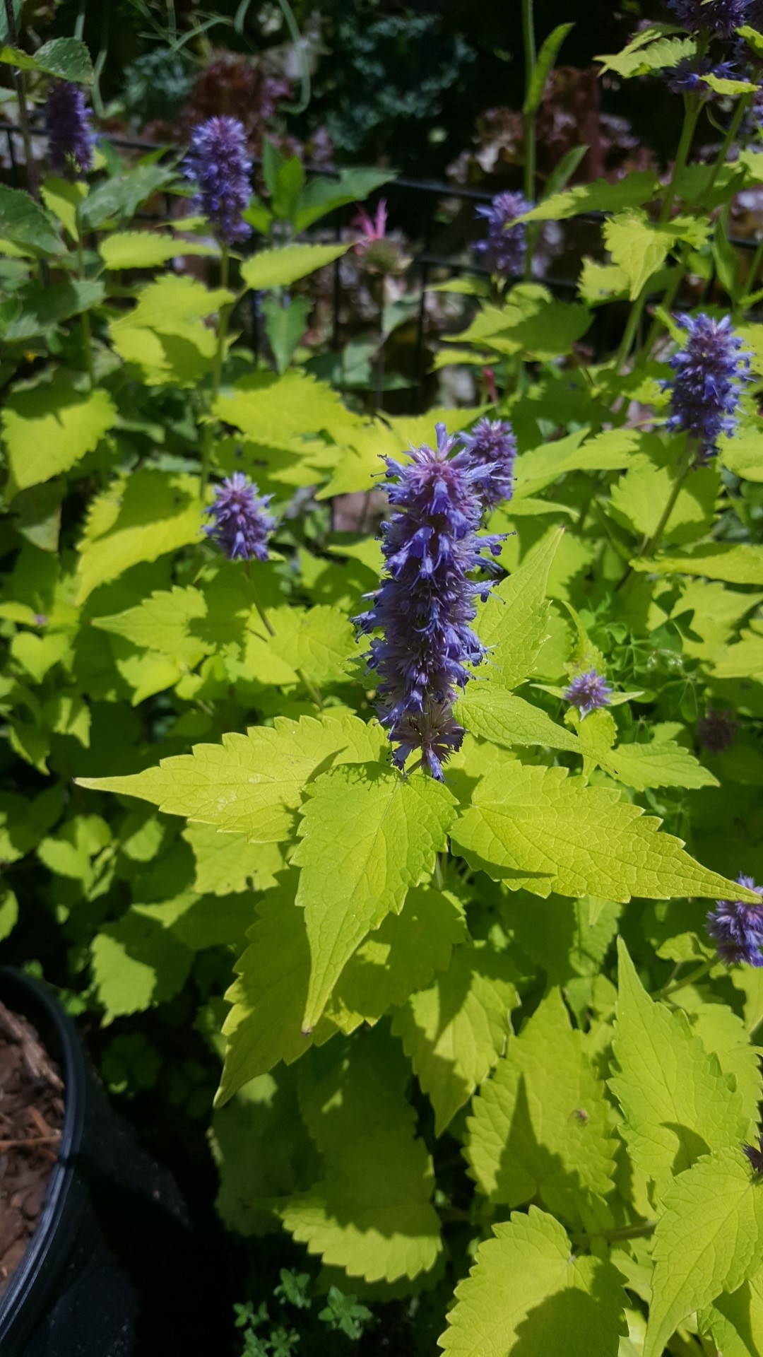 Agastache rugosa 'Golden Jubilee' - PictureThis