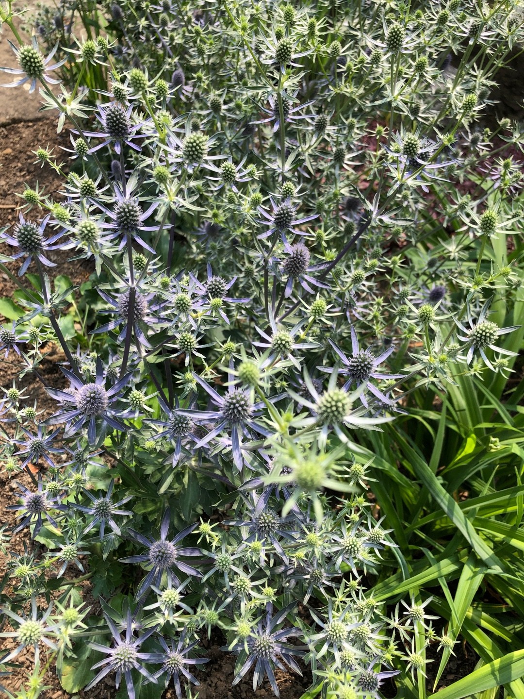 Blue eryngo 'Blue Hobbit' (Eryngium planum 'Blue Hobbit') Flower, Leaf ...