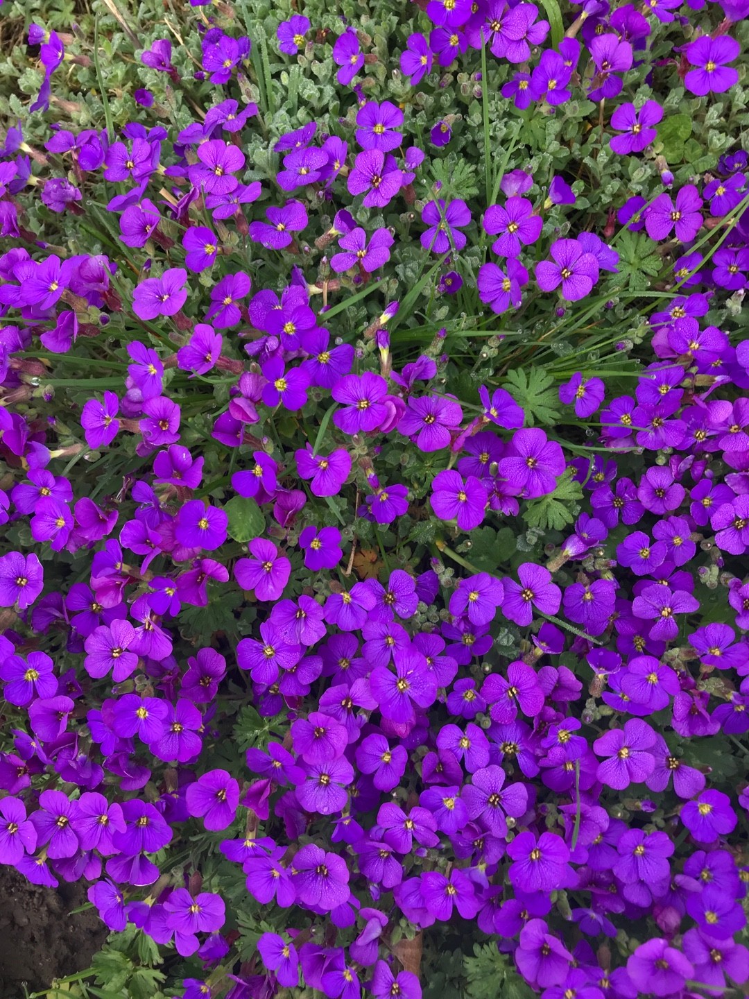 Aubrieta Care (Watering, Fertilize, Pruning, Propagation) - PictureThis