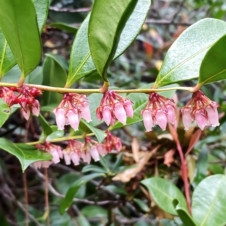 ネジキ属 (Lyonia) 花言葉，毒性，よくある質問 - PictureThis