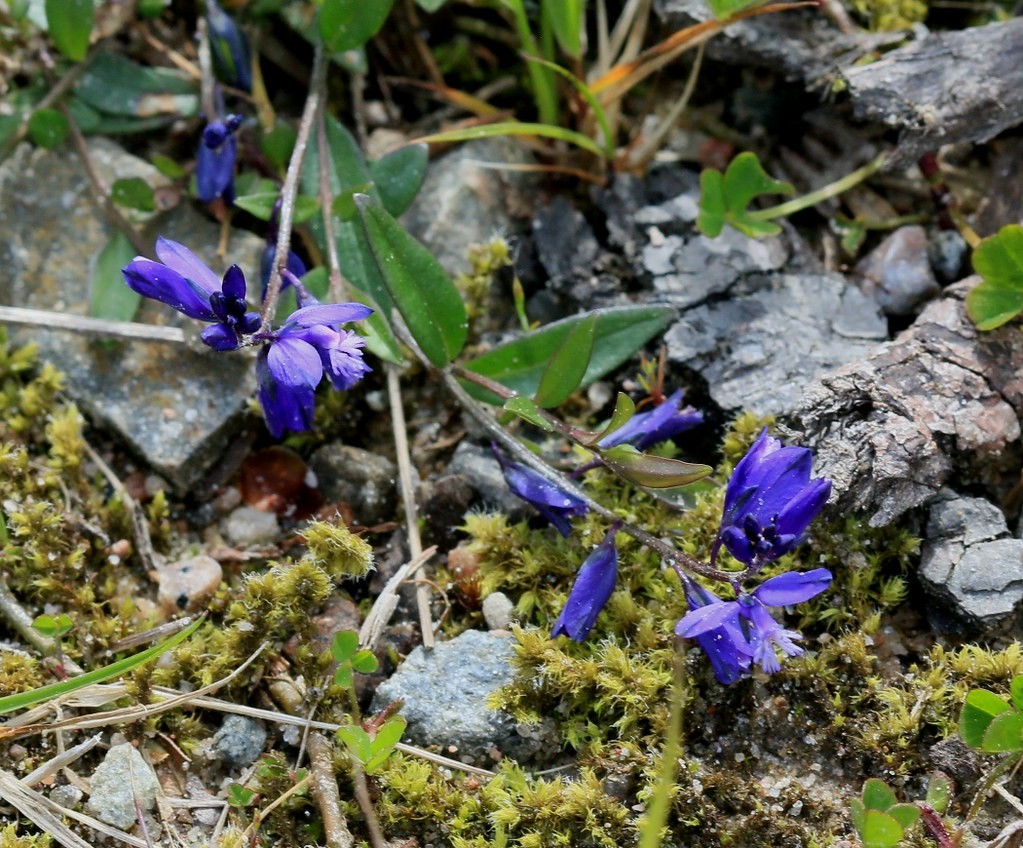 Polygala tenuifolia - PictureThis