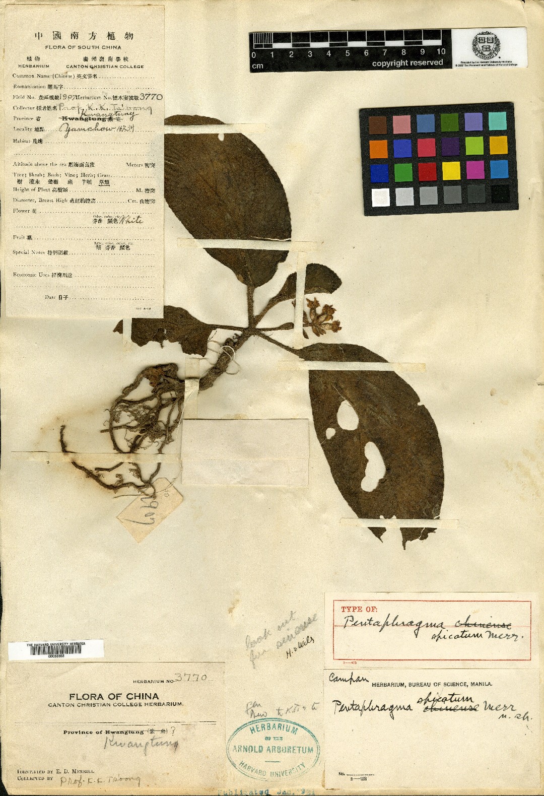 Pentaphragma spicatum - PictureThis