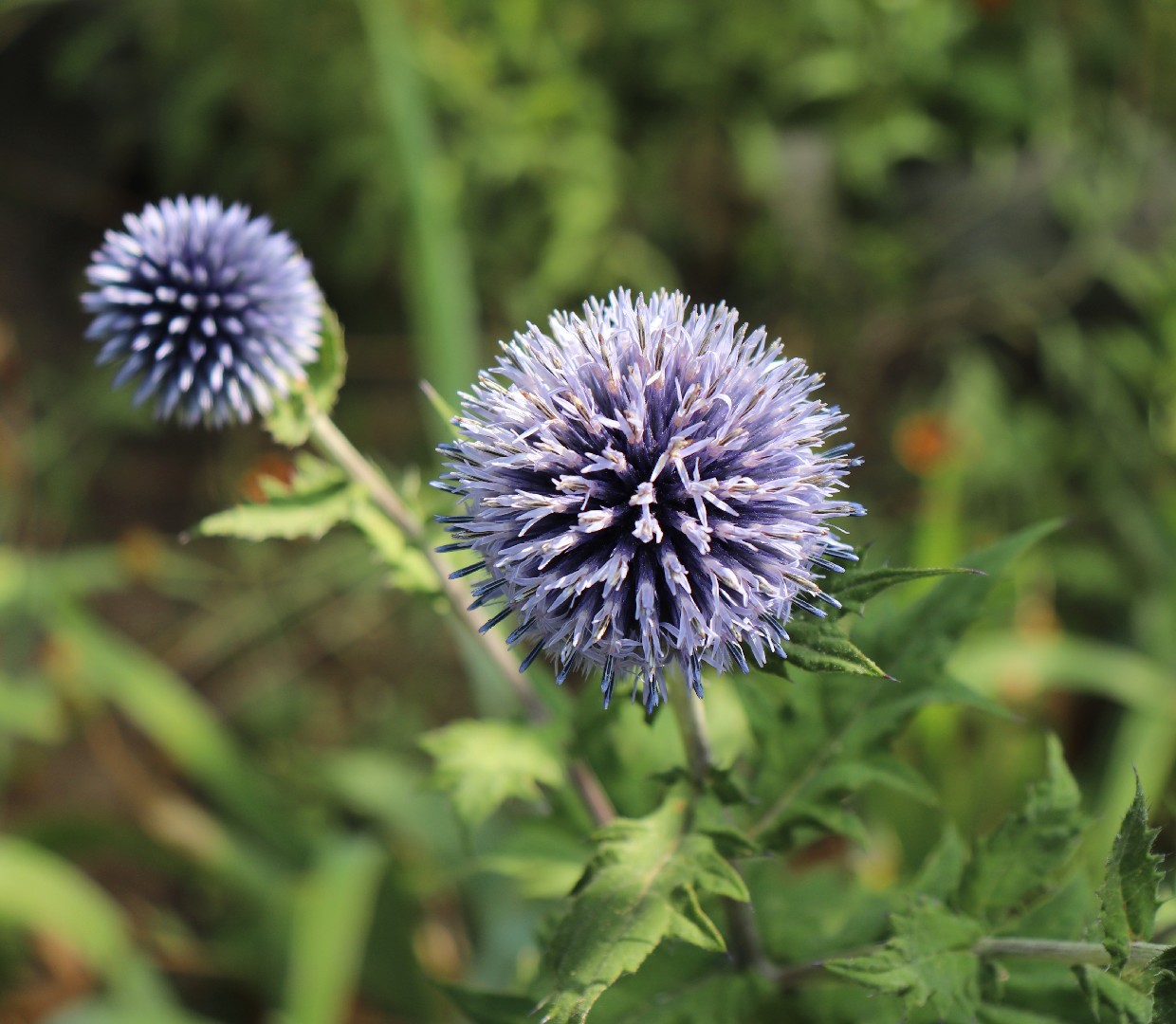Globe thistles Care (Watering, Fertilize, Pruning, Propagation ...