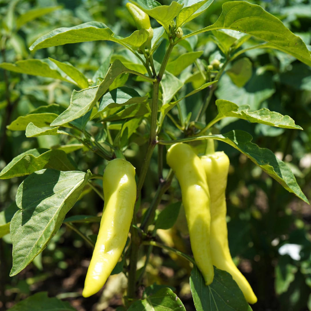 Capsicum Care (Watering, Fertilize, Pruning, Propagation) - PictureThis