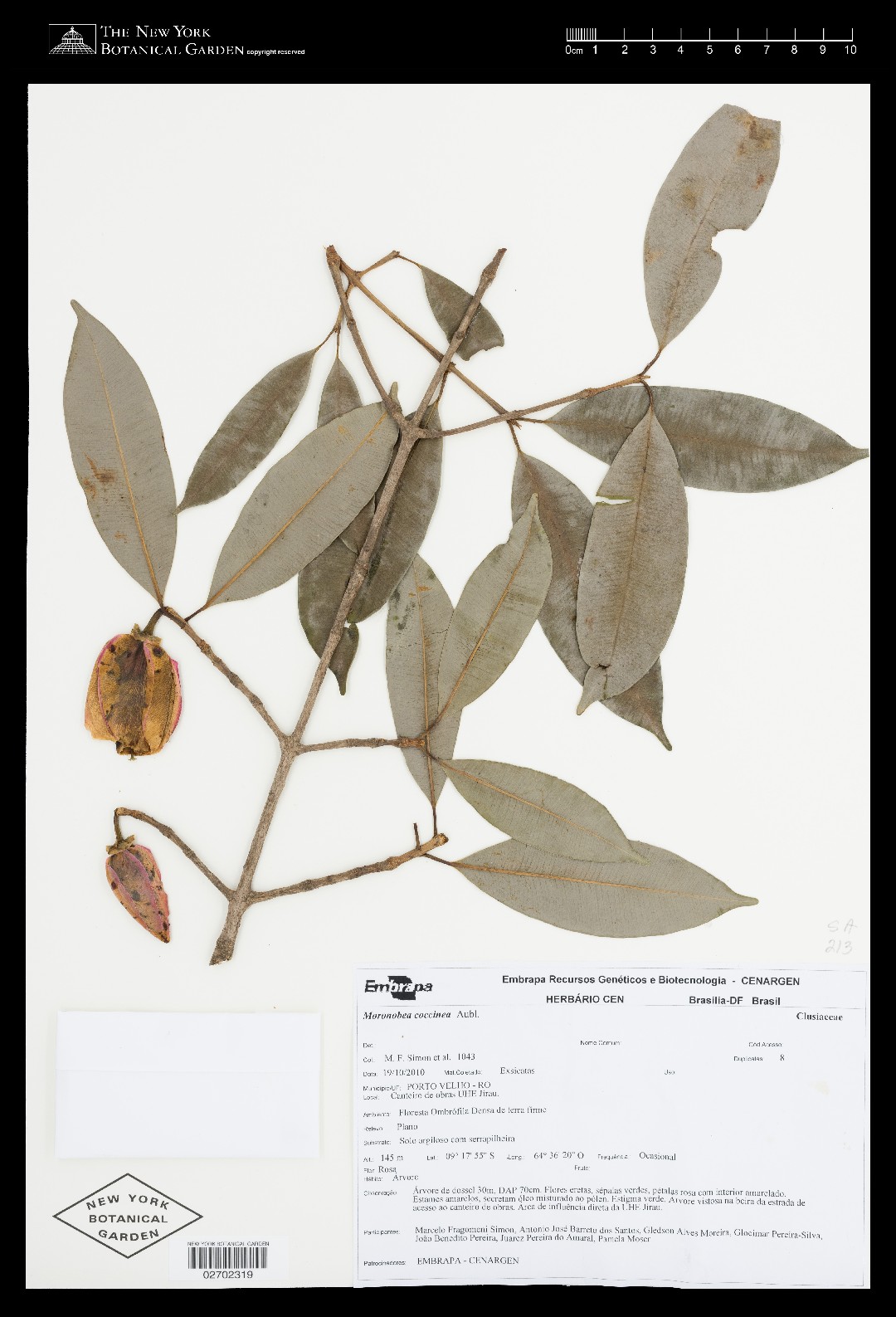 Moronobea coccinea Flower, Leaf, Care, Uses - PictureThis