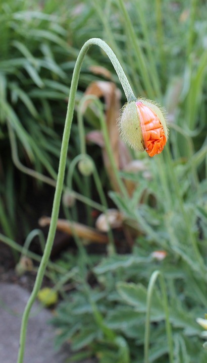 Мак атлантический (Papaver atlanticum) - PictureThis