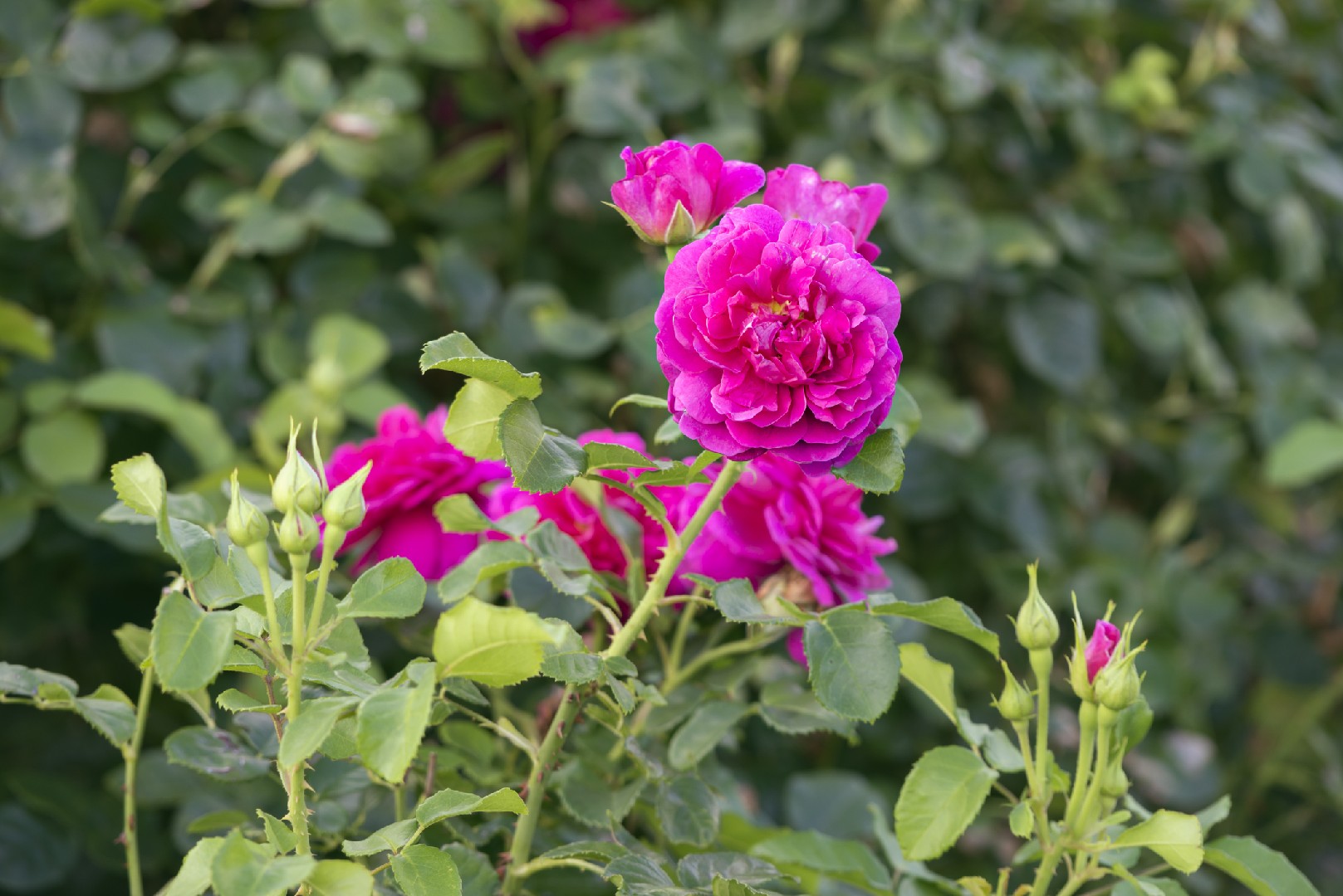 Rosa 'Princess Anne' - PictureThis