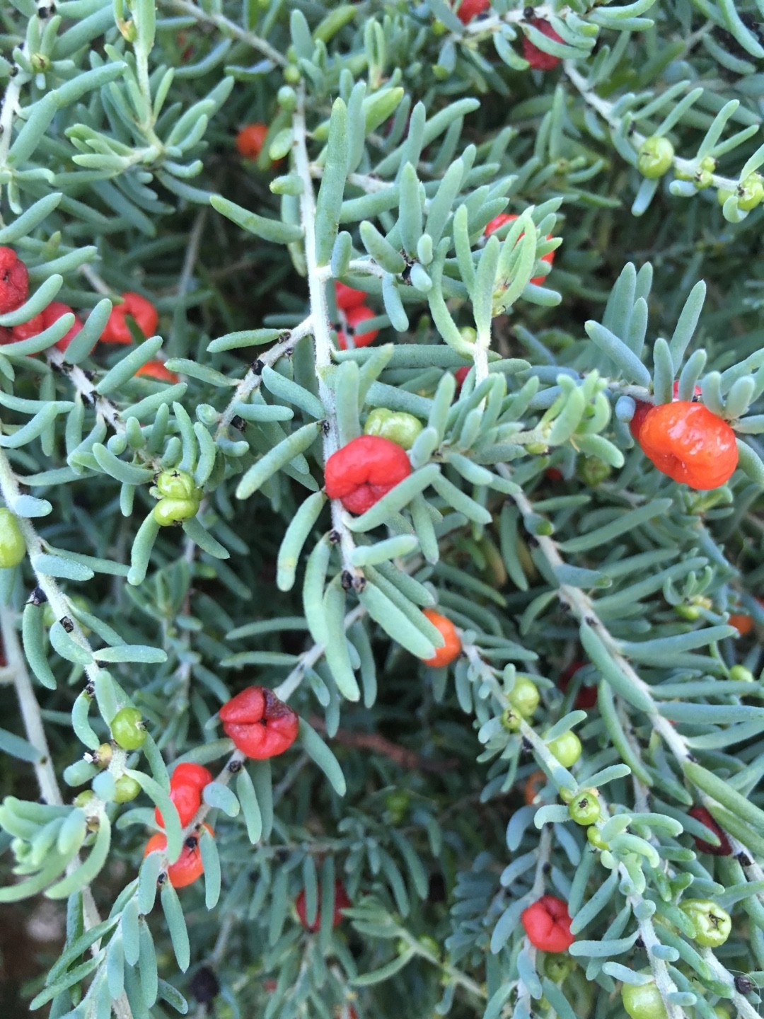 Barrier saltbush (Enchylaena tomentosa) Flower, Leaf, Care, Uses ...