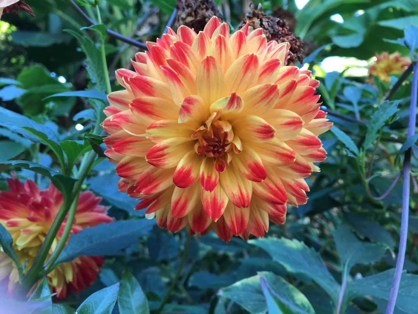 Dahlia 'Procyon' - PictureThis