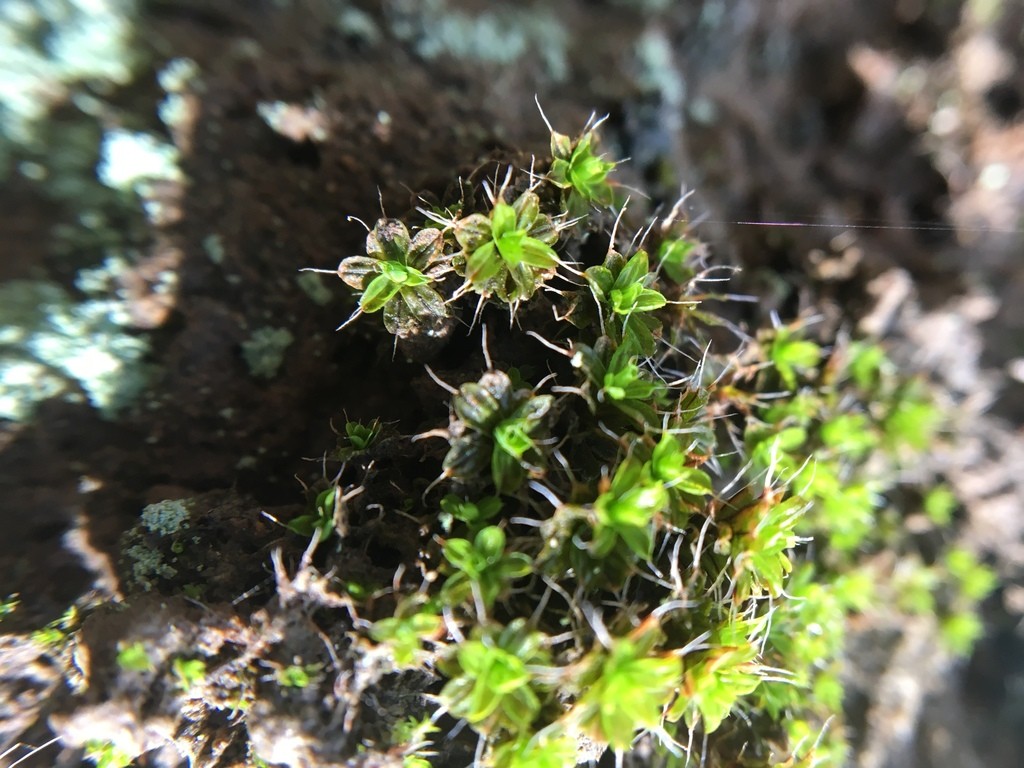 Syntrichia princeps - PictureThis