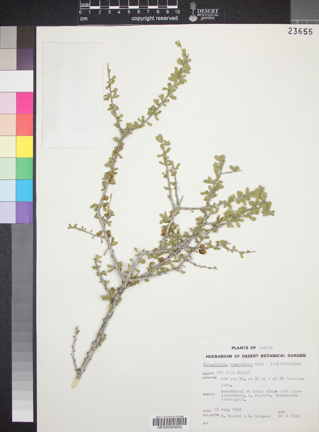 Schaefferia cuneifolia - PictureThis