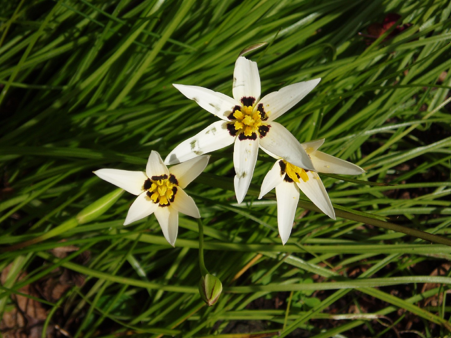Stars (Pauridia capensis) Flower, Leaf, Care, Uses - PictureThis