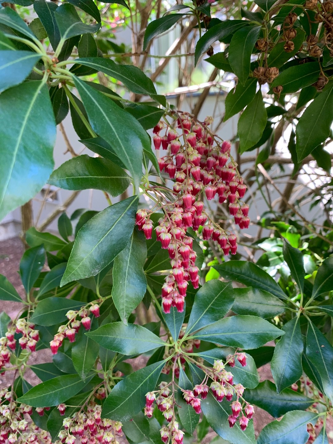 Pieris - PictureThis