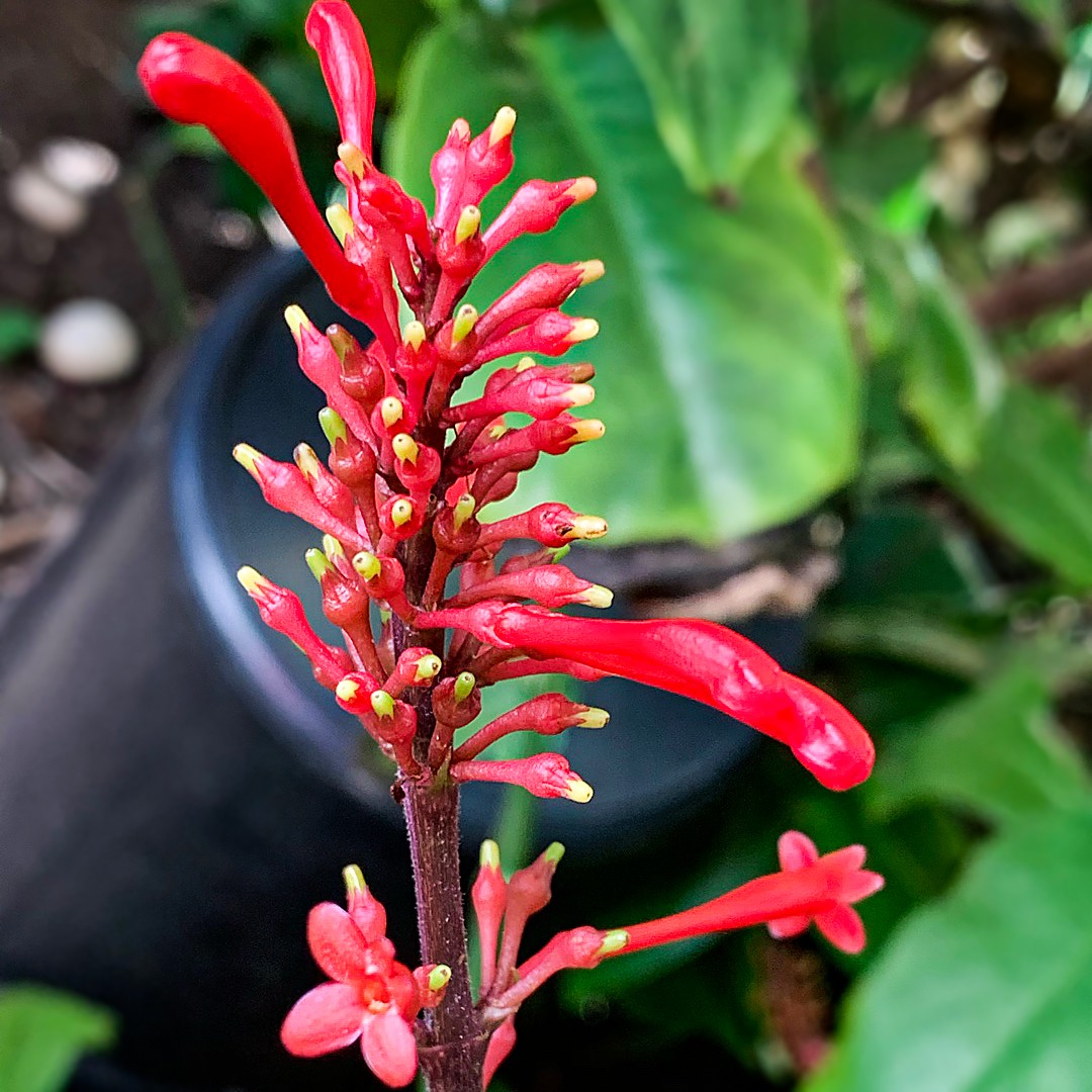 How often should I water my Firespike? - PictureThis