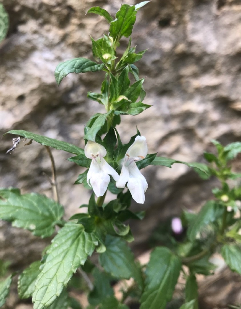 Prasio (Prasium majus) - PictureThis