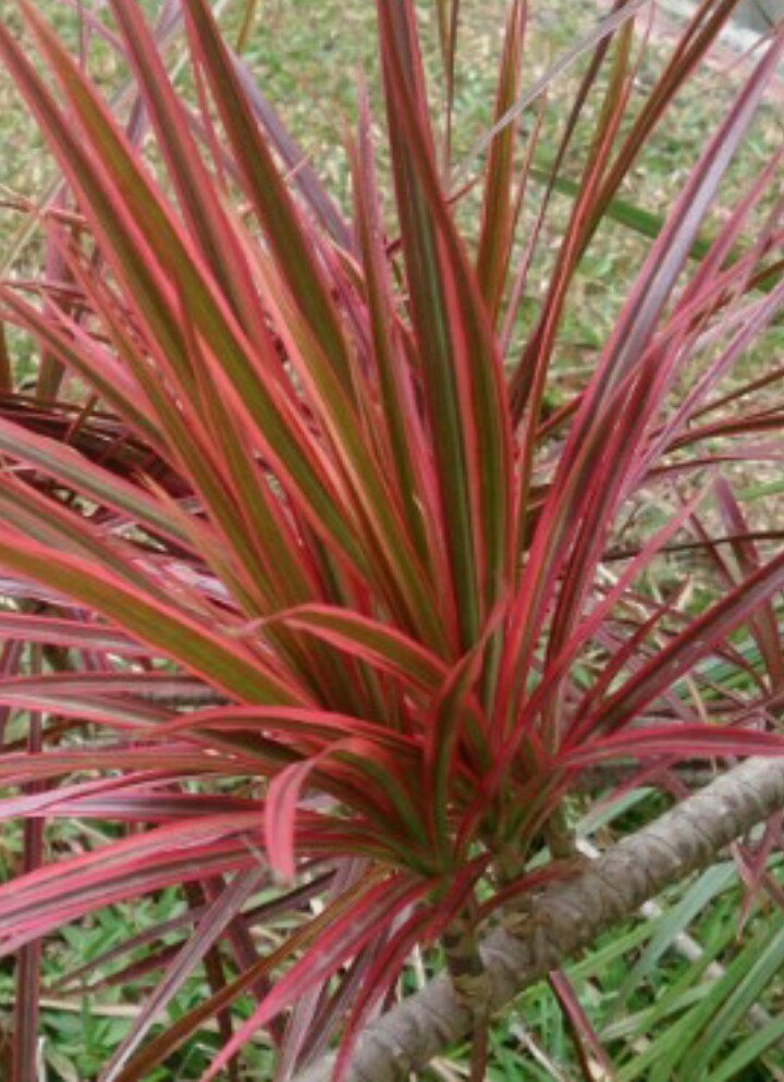 Phormium (Phormium) Flower, Leaf, Care, Uses - PictureThis