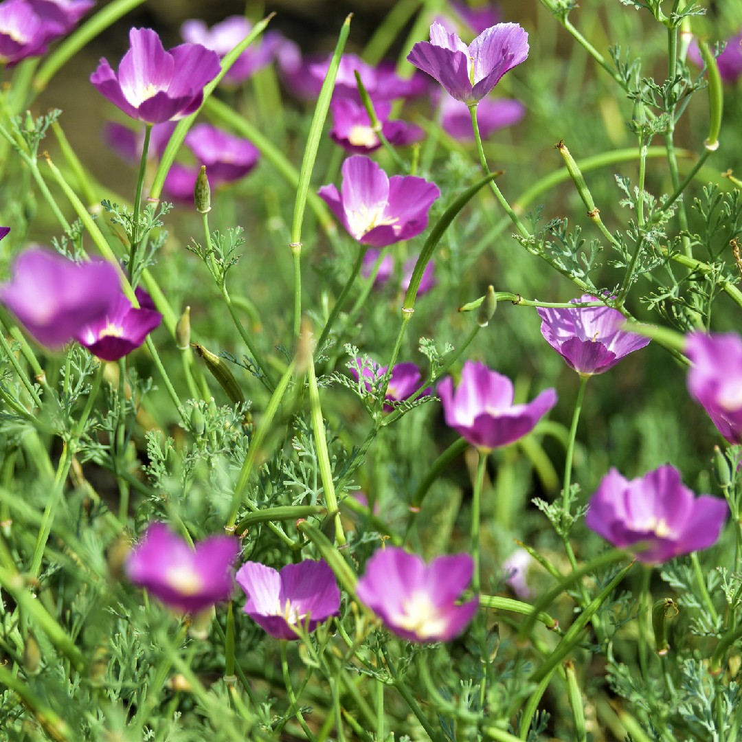 Poppy mallows (Callirhoe) Flower, Leaf, Care, Uses - PictureThis