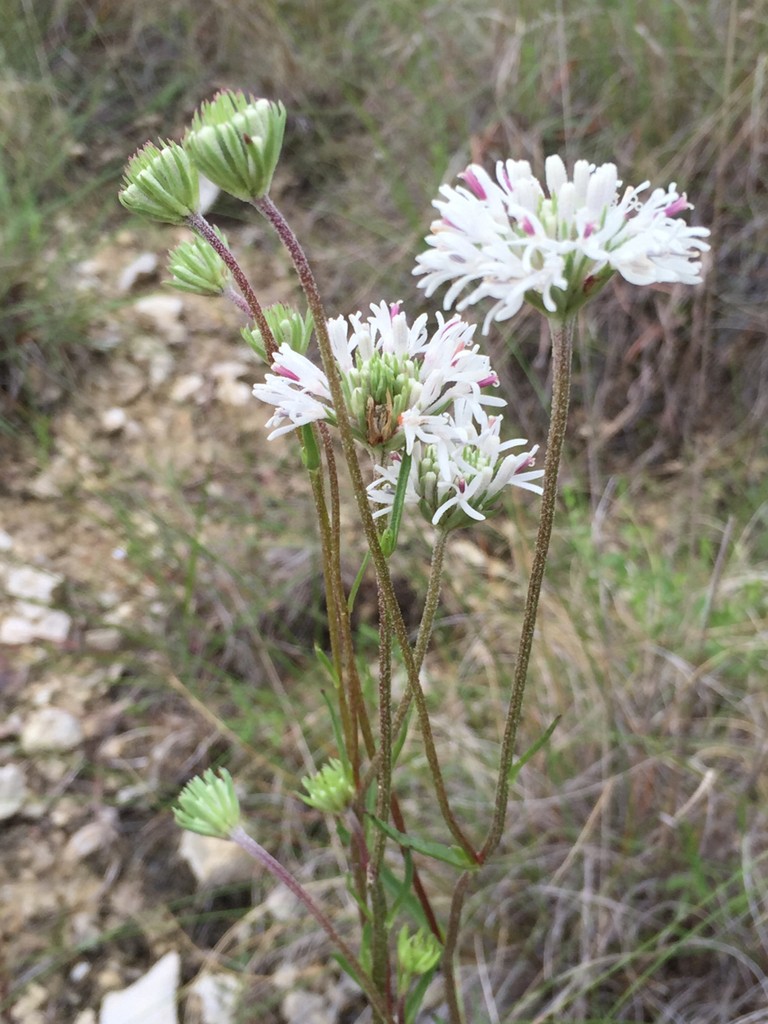 Marshallia caespitosa - PictureThis
