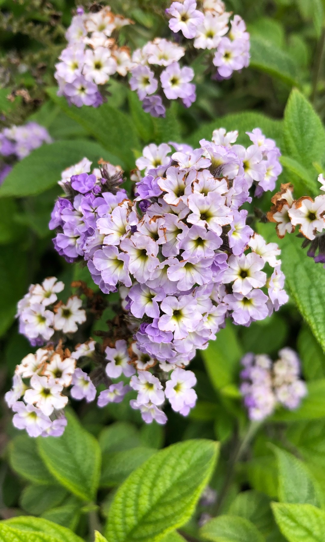 Heliotropos (Heliotropium) - PictureThis