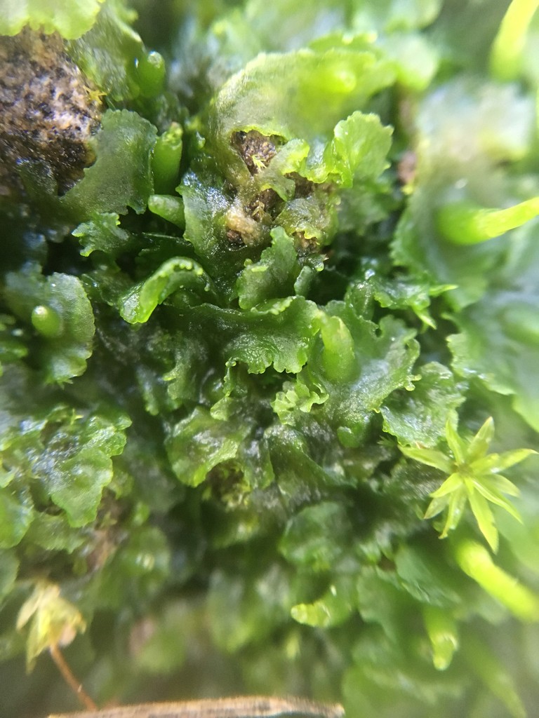 Phaeoceros Care (Watering, Fertilize, Pruning, Propagation) - PictureThis