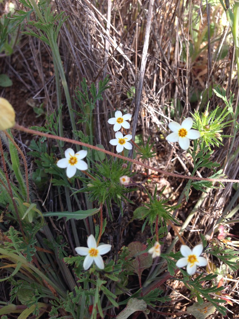 Jepson's linanthus (Leptosiphon jepsonii) Flower, Leaf, Care, Uses ...