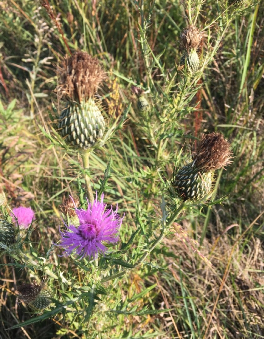 Cirsium discolor - PictureThis