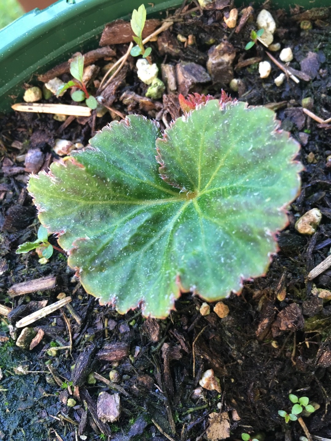 Jepsonia Care (Watering, Fertilize, Pruning, Propagation) - PictureThis