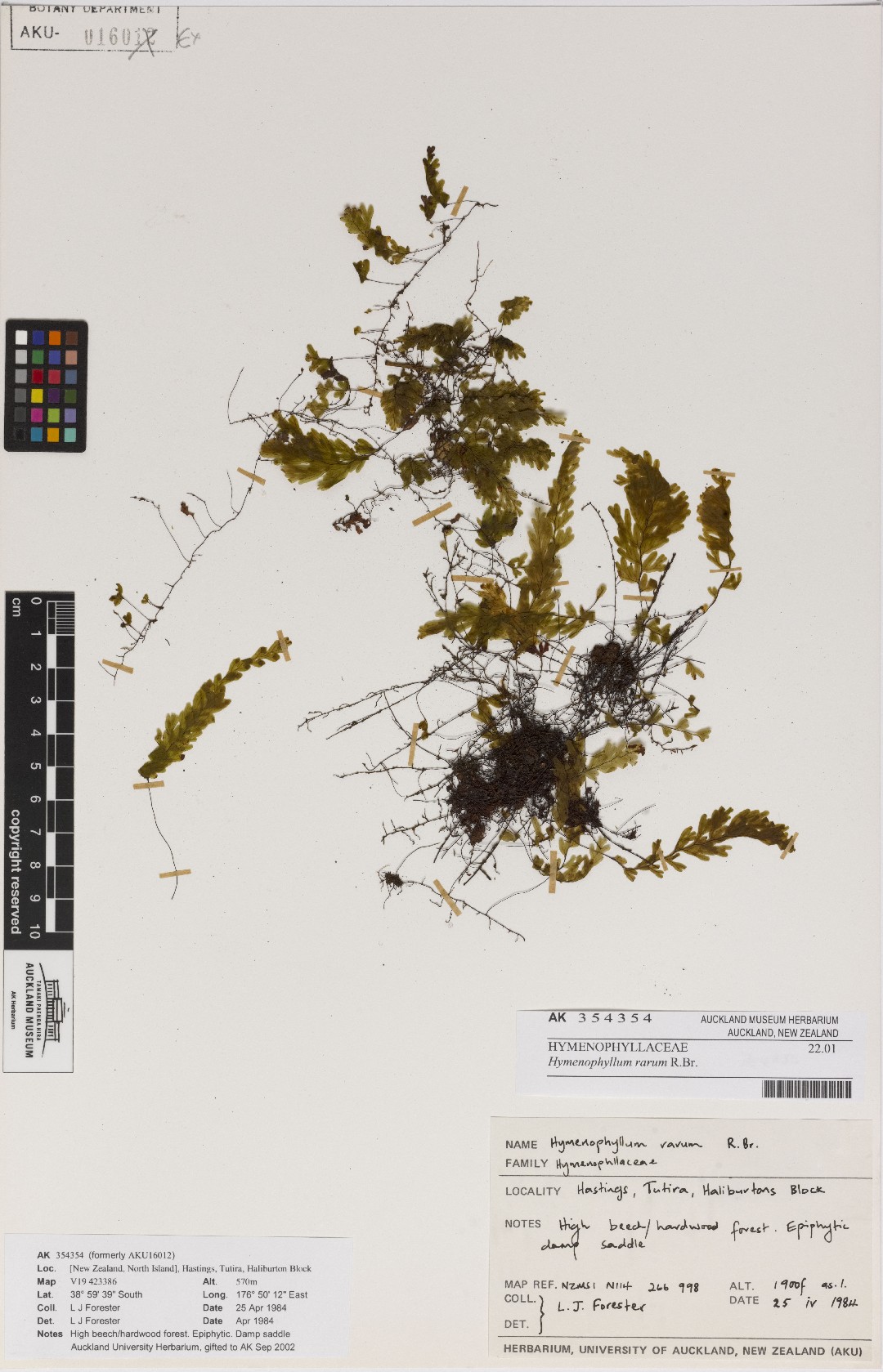 Hymenophyllum rarum - PictureThis